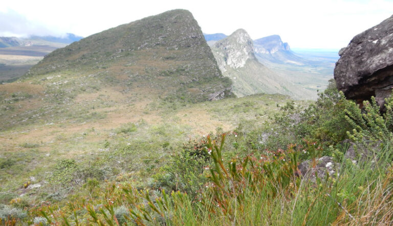 Pesquisa propõe novo mapeamento para a biodiversidade da caatinga e faz ...