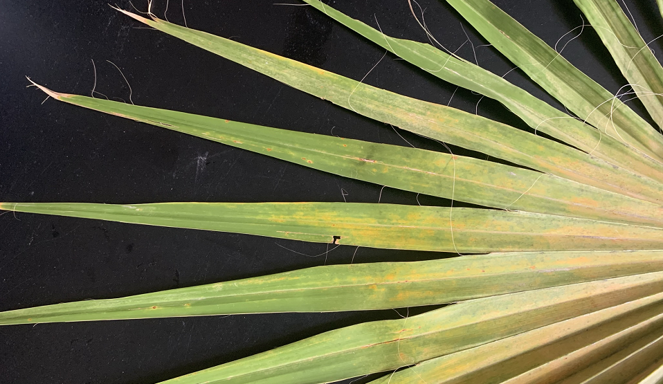 Espécie invasora ameaça a cultura de carnaúba – Agência UFC