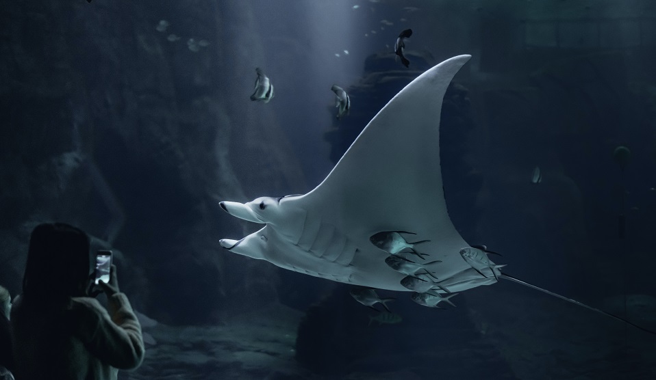 Um terço dos tubarões e raias do mundo está ameaçado de extinção ...